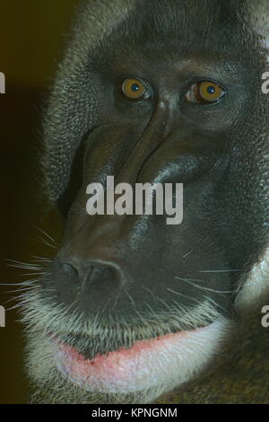 monkey skin apes baboon baboons familiy family monkey skin apes baboon ...