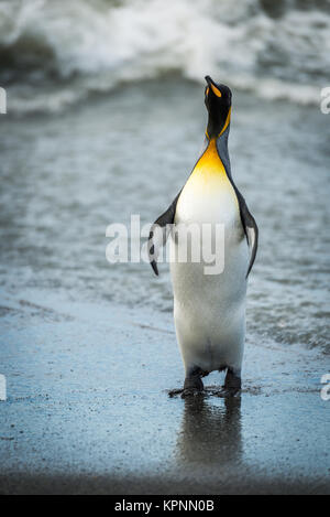 King penguin stretching out flippers on beach Stock Photo - Alamy