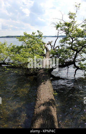 A large felled oak tree in the forest Stock Photo - Alamy