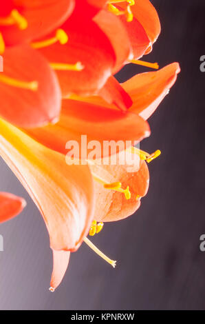 Deep red orchid flowers over white background Stock Photo - Alamy
