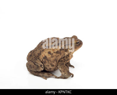 Hoptoad isolated on white studio background Stock Photo - Alamy