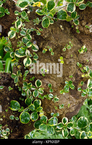 Taupata (Coprosma repens Stock Photo - Alamy