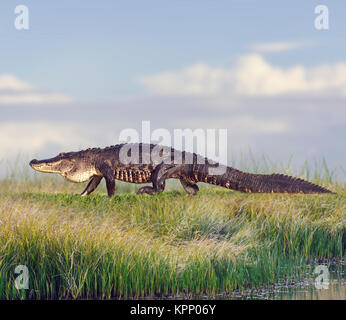 Large Florida Alligator Walking in Wetlands Stock Photo - Alamy
