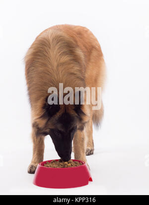 A closeup shot of a brown powerful dog face Stock Photo - Alamy