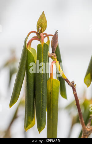 Curled up Rhododendron leaves. The leaves are curled in cold weather to ...