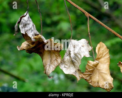 brown, brownish, brunette, leaves, wither, forest, foliage, fall ...