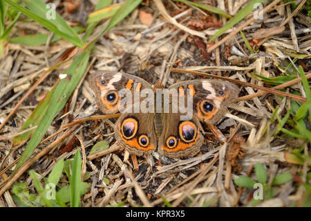 Blue Common Buckeye Butterfly Junonia Coenia Stock Photo - Alamy