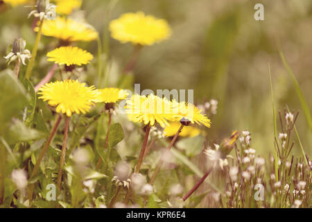 Yellow dandelion retro color Stock Photo - Alamy