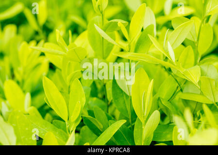 Leaves of coca plant or Erythroxylum novogranatense Stock Photo - Alamy
