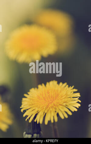 Yellow dandelion retro color Stock Photo - Alamy
