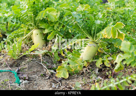 Daikon radish field Stock Photo: 17763490 - Alamy