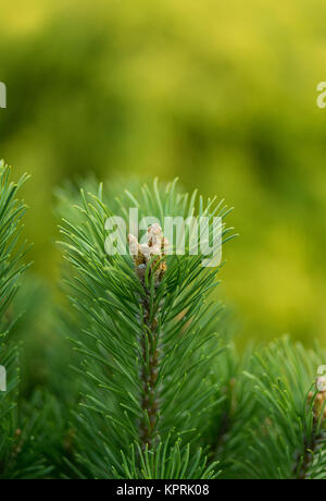 spring, shallow, conifer, focus, backdrop, background, beautiful ...