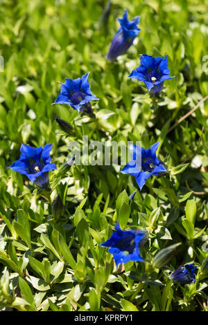 Trumpet gentiana blue spring flower in garden Stock Photo - Alamy