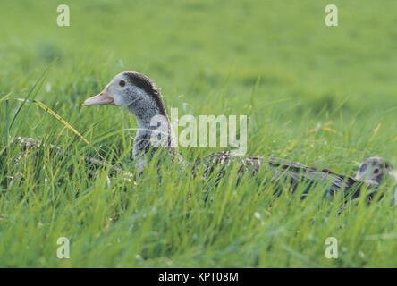 The duck from Challans Stock Photo - Alamy
