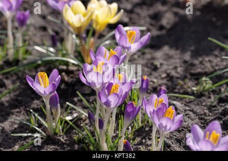 Krokus - Crocus flowers in early springtime Stock Photo - Alamy