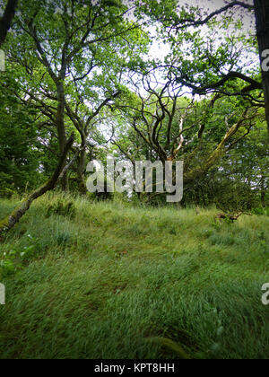 Trees in the forest in windy weather in spring, deciduous trees in ...