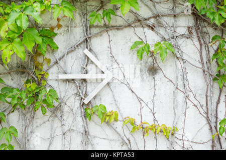 The Green Creeper Plant on the Wall Stock Photo - Alamy