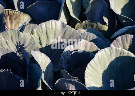 field, red cabbage, plantation, planting, field, sauerkraut, cabbage ...