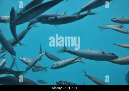 Fish in the sea off Gran Canaria Stock Photo - Alamy