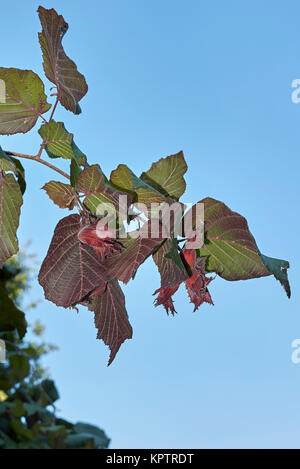 Leaves of Red Leaf Filbert (Corylus maxima 'Rote Zeller' Stock Photo ...