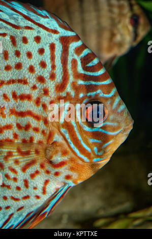Detail portrait of head of discus aquarium fish Stock Photo - Alamy