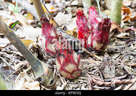 Native Cardamon (Hornstedtia scottiana) fruiting cone. Diwan. Daintree ...