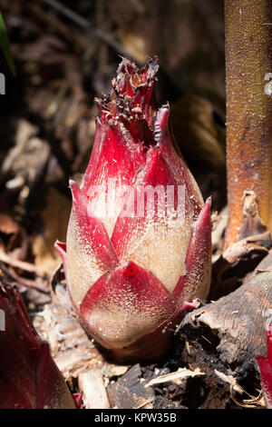 Native Cardamon (Hornstedtia scottiana) fruiting cones. Diwan. Daintree ...