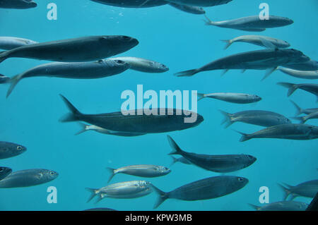Fish in the sea off Gran Canaria Stock Photo - Alamy