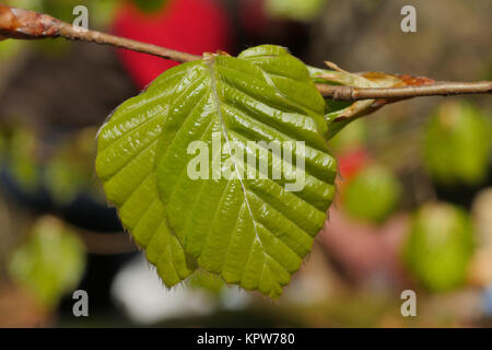 close, beautiful, beauteously, nice, leaf, animal, pet, mammal, green ...