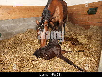 eine braune Stute kurz nach der Geburt mit ihrem Fohlen in einer ...