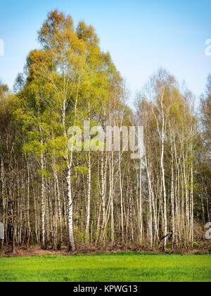 Nice summer birch forest landscape in Russia Stock Photo - Alamy