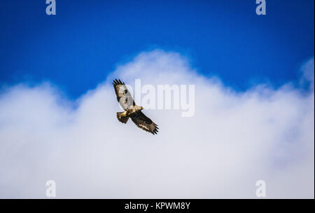 a german eagle flying in the skies Stock Photo - Alamy