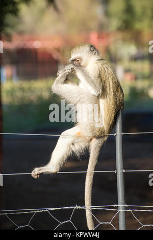 Monkey examining toes Stock Photo - Alamy