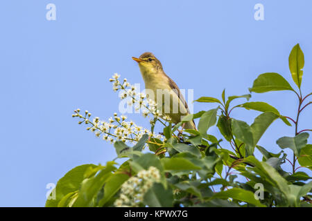 melodious warbler (Hippolais polyglotta), sits on a twig, Germany ...