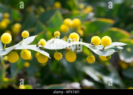 The vibrant yellow balls and unusual foliage leaves of the Acacia ...