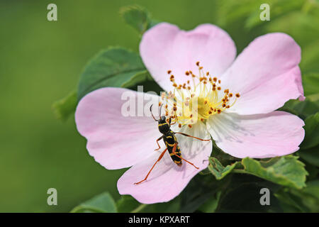 Wasp wasp, common ram (Clytus arietis Stock Photo - Alamy