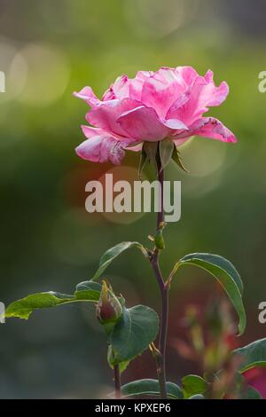 Pink wilting rose Stock Photo - Alamy