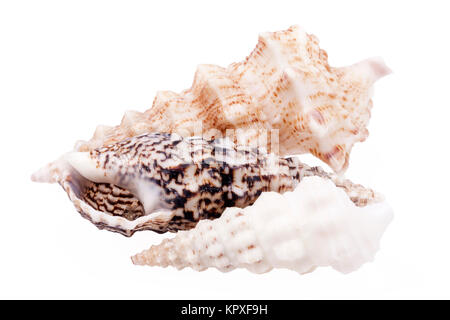 Terebridae auger sea shell isolated on white with clipping path Stock ...