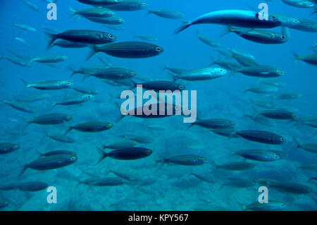Fish in the sea off Gran Canaria Stock Photo - Alamy