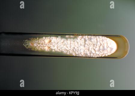 This is a SABHI agar slant culture of the fungus Sporothrix schenckii ...