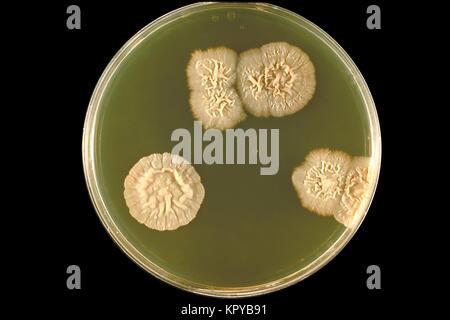 This is an image of a SABHI agar plate culture of the fungus Candida ...