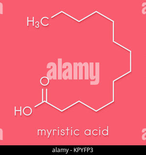 Myristic (tetradecanoic) acid saturated fatty acid molecule. Stylized ...