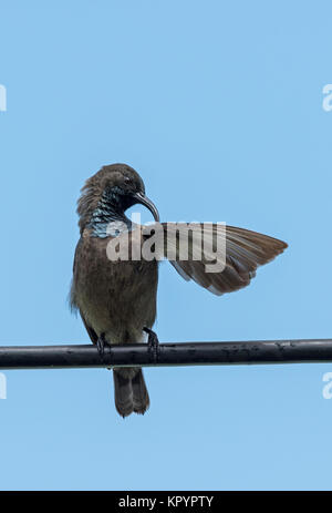 Seychelles Sunbird; Cinnyris dussumieri; Male; Seychelles Stock Photo ...