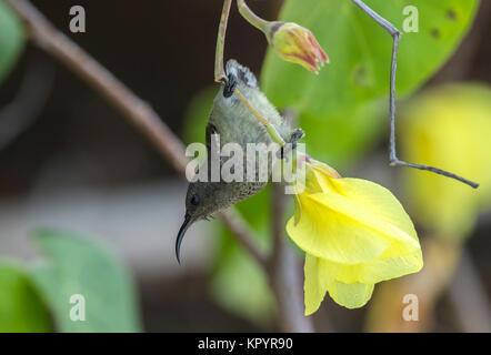 Seychelles Sunbird (Cinnyris dussumieri), female with nesting material ...