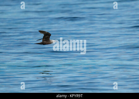 Lesser Noddy (Anous tenuirostris tenuirostris) in flight over the sea ...