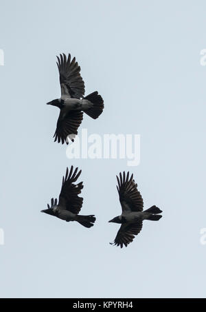 Three Hooded Crow s( Corvus cornix) squabbling in the air and fighting ...