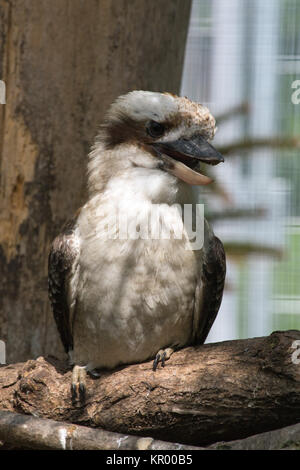 Birds closeup, a laughing Kookaburra or Kingfisher, a native Australian ...