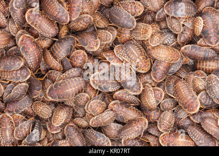 Thousands of Orange-spotted Cockroach (Blaptica dubia) nymphs. This ...