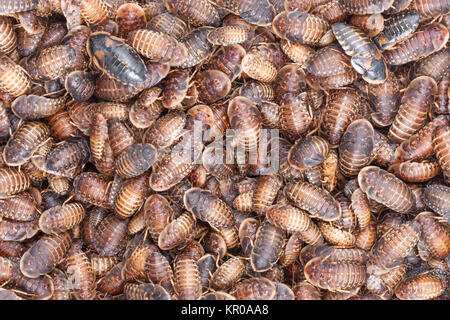 Thousands of Orange-spotted Cockroach (Blaptica dubia) nymphs. This ...
