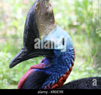 Foot of Cassowary Stock Photo - Alamy